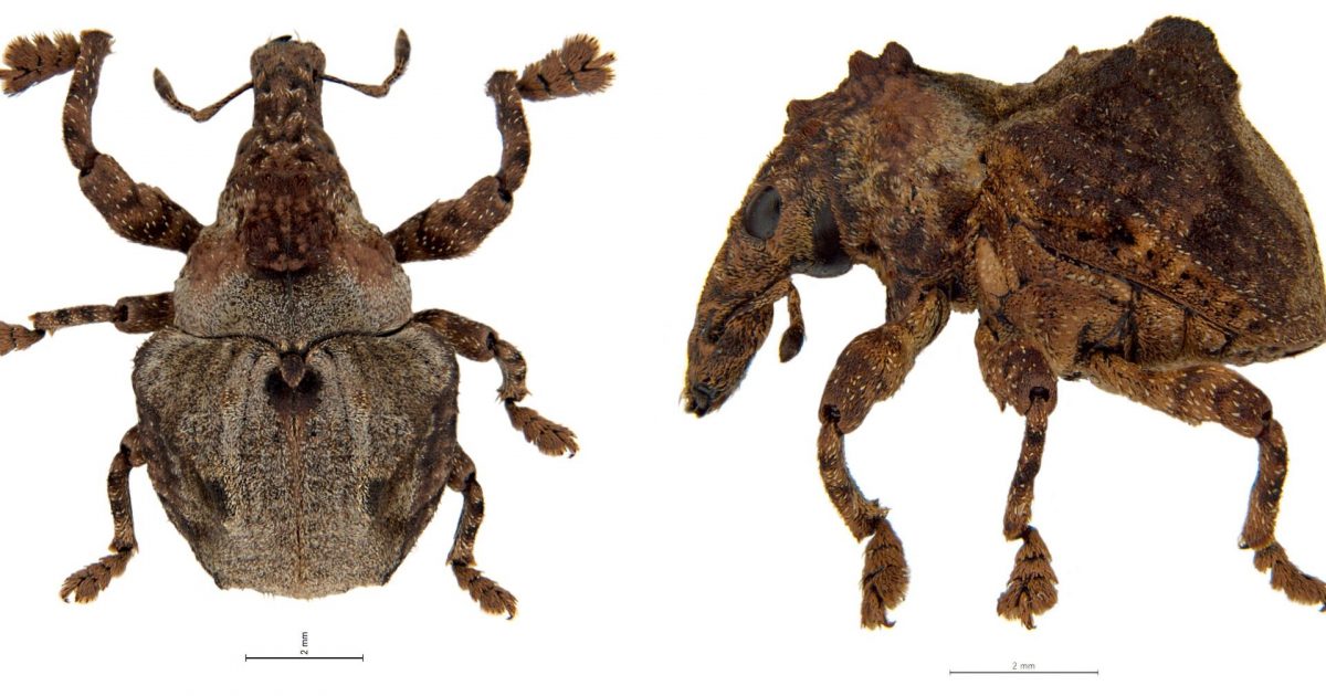 Insects dominate as CSIRO names 200 new species | Region Canberra