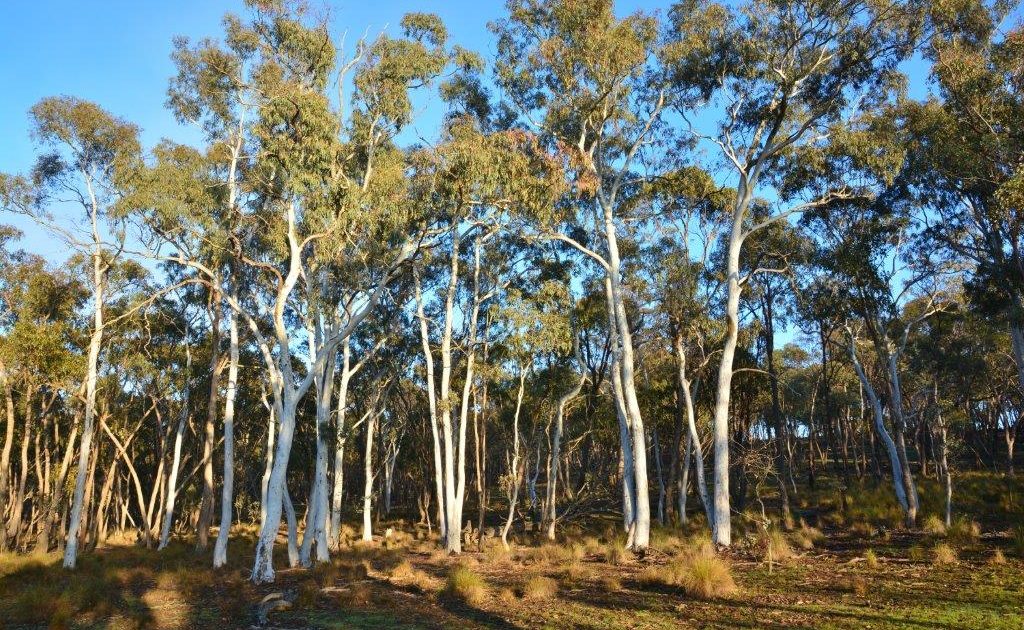 Government action plan to create greater protection for mature native ...