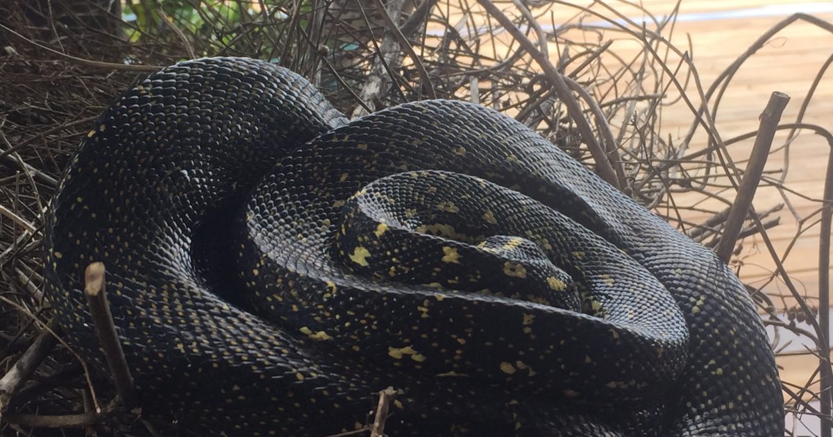 27 pythons seized from ACT home in nationwide blitz on reptile ...