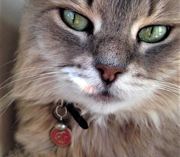 Spotlight falls on Gordon cat killings and six more lost cats as RSPCA ...