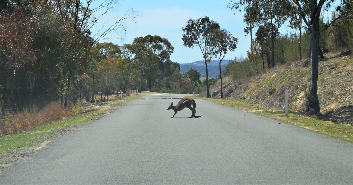You're driving along and a kangaroo jumps out in front of you - what ...