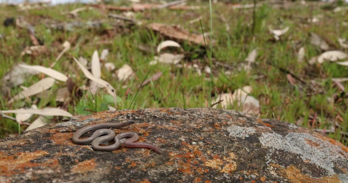 $1 million home to save rare pink-tailed worm lizard | Region Canberra