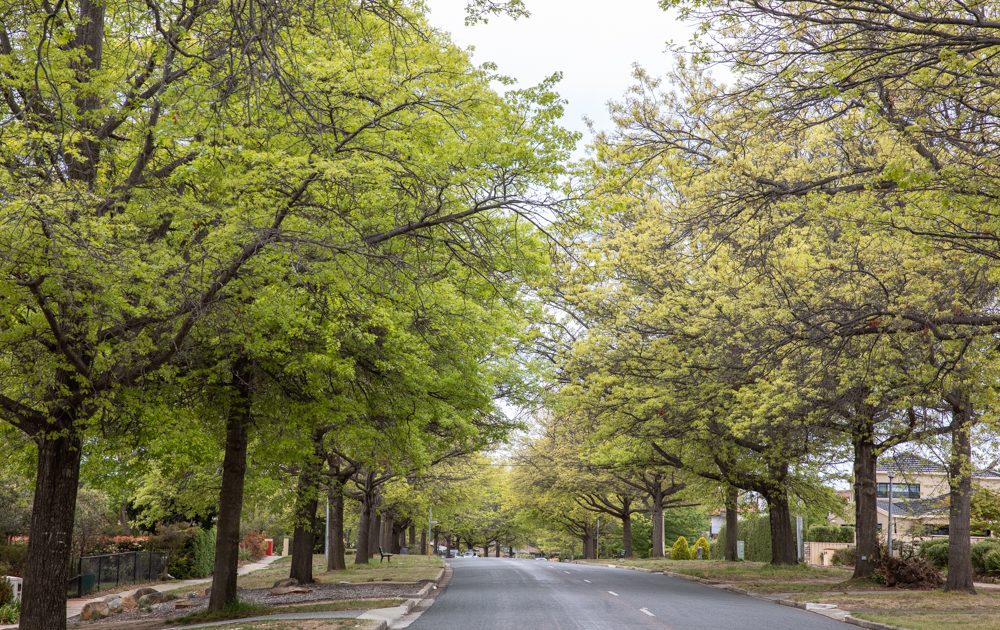 Native trees best suited to beat Canberra's intensifying heat, says ...
