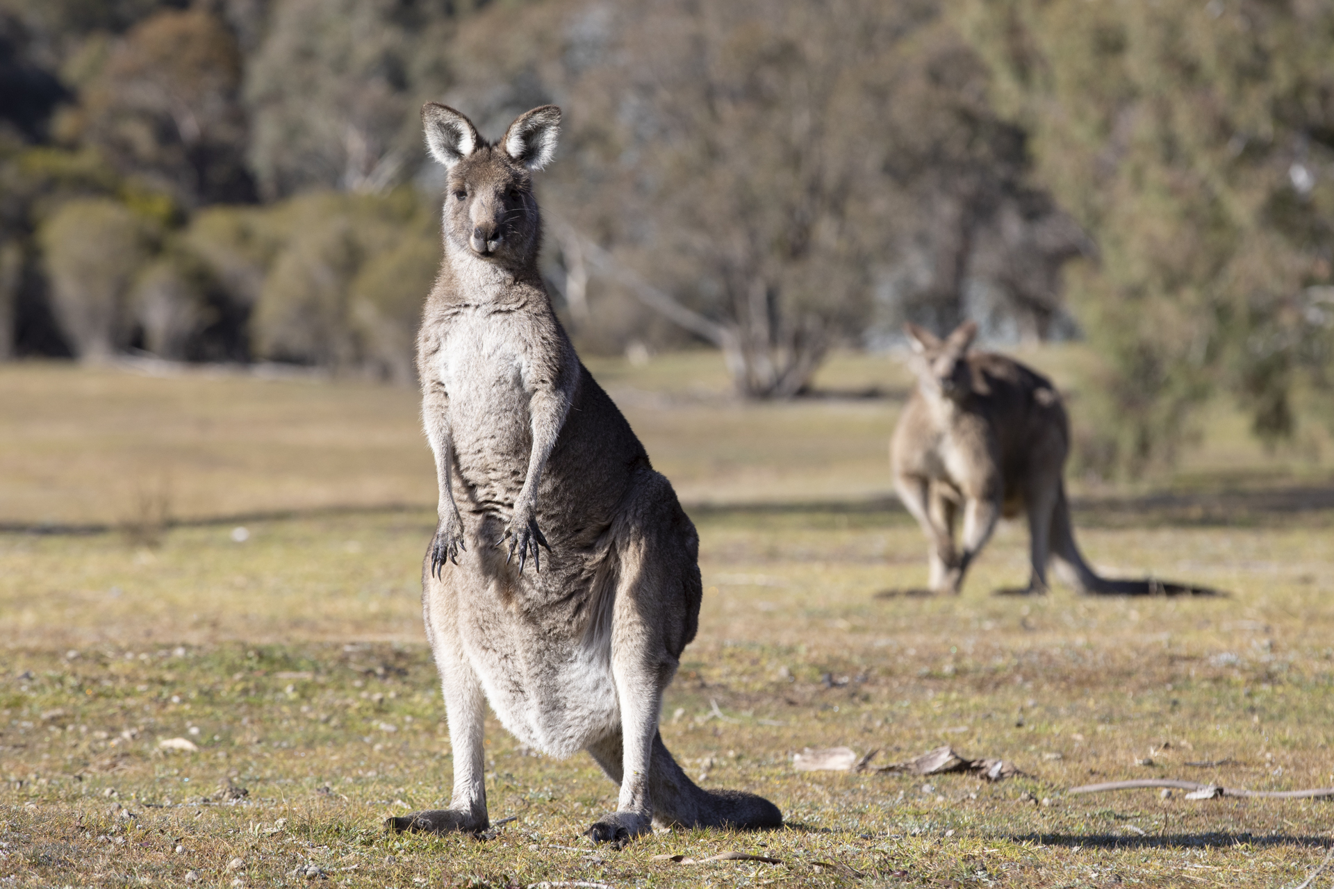 Nature reserves to close as government starts annual kangaroo cull ...