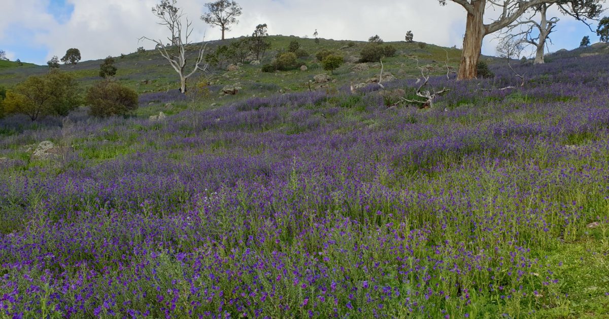 Spring's purple haze a beautiful scourge on the landscape | Region Canberra