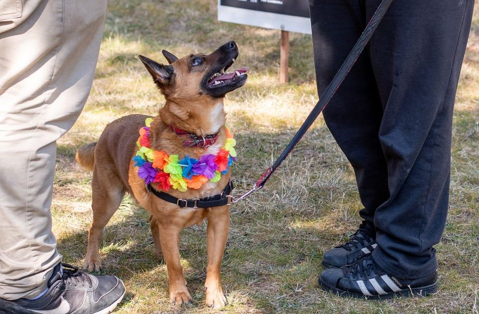 Haig Park Paw Party: Furry Fashion (AKA RuPaw’s Drag Race) | Region ...