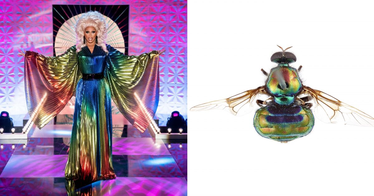 CSIRO names a fly in drag queen RuPaul's honour and beetles after hard ...