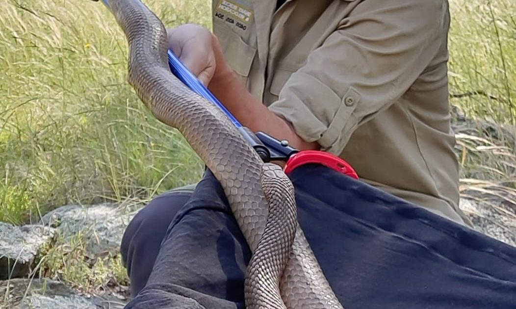 Wet summer to bring more snake and pest activity | Region Canberra