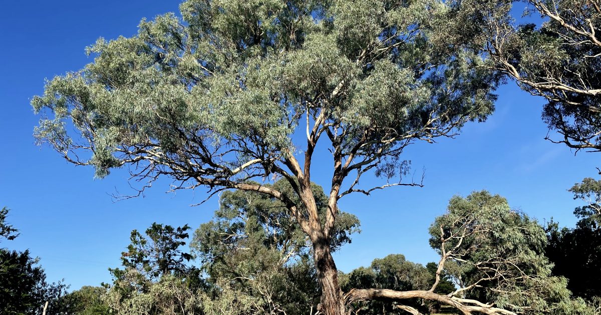 ACT's plan to prevent the loss of mature native trees could have gone ...