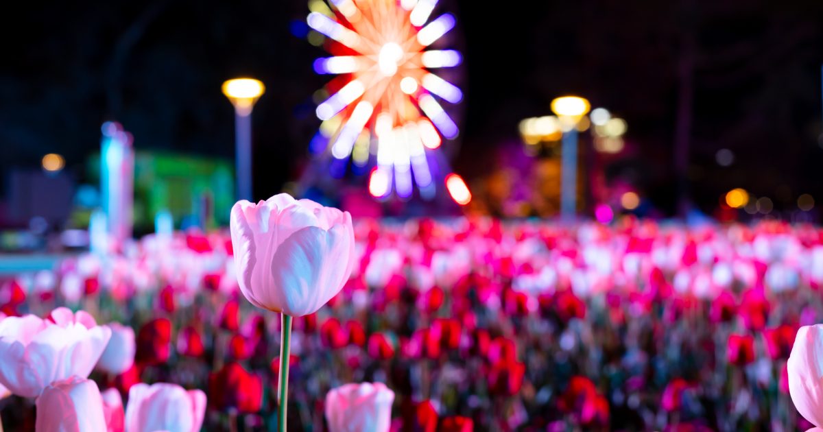 Tickets go on sale for Floriade's NightFest | Region Canberra
