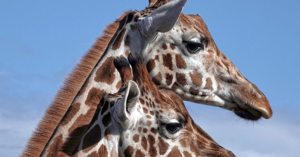 QUIZ: When is a giraffe not a giraffe? Plus 9 other questions to test ...