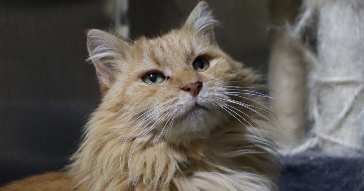 RSPCA's Pets of the Week - Lady Booth and Daphne | Region Canberra