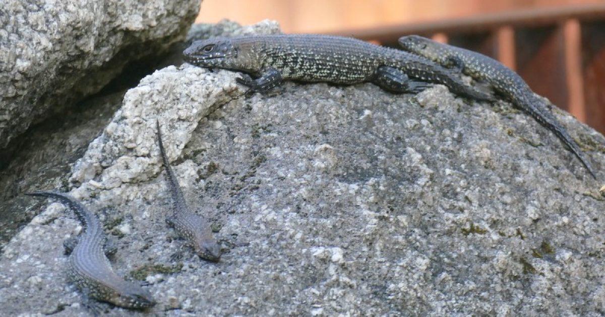 Allan Cunningham's tale of she-oaks, lizards and towering pines ...