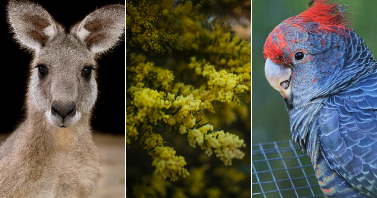 QUIZ: Do you actually know the ACT's emblems? | Region Canberra