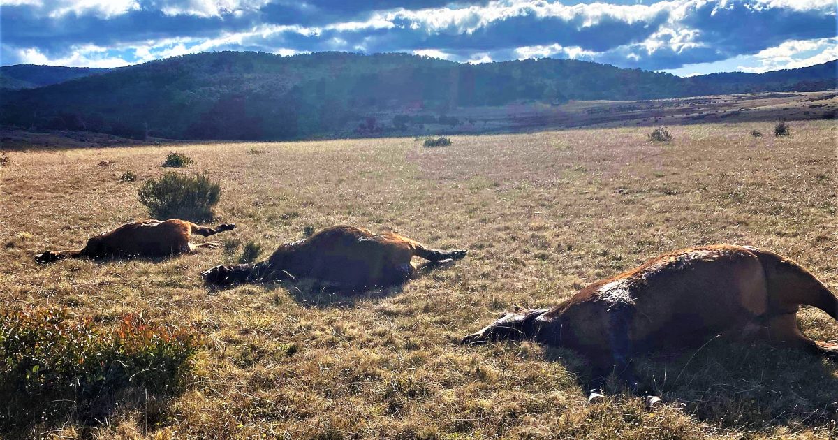 Community outrage at wild horse carcasses in KNP met with silence ...