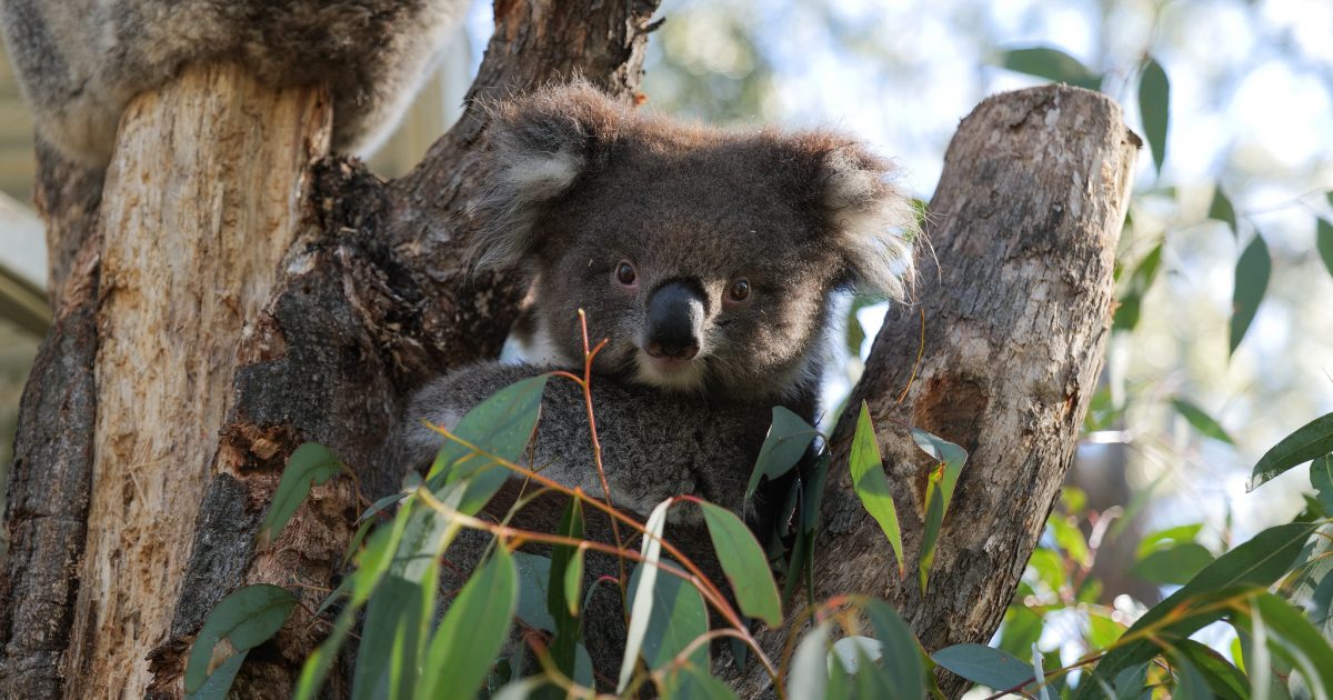 Spotting a koala in the ACT has never been easier | Region Canberra