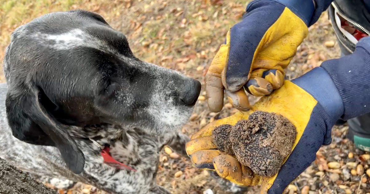 Odd jobs: digging for truffles takes five dogs and a lot of treats ...