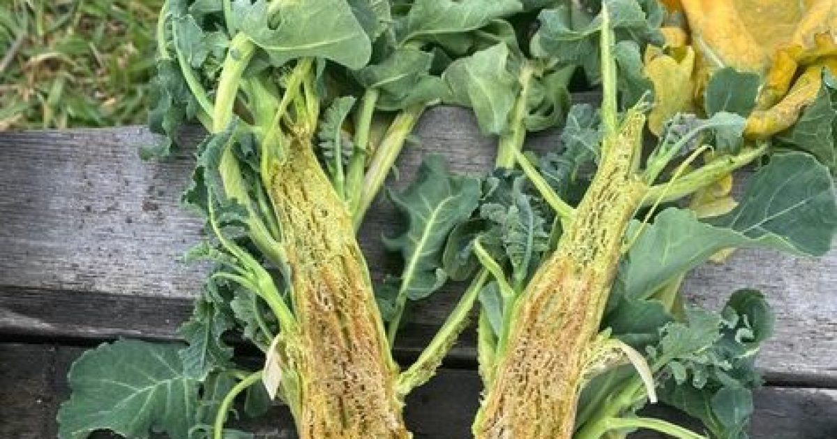 Notes from the Kitchen Garden: getting the nutrients right for spring ...