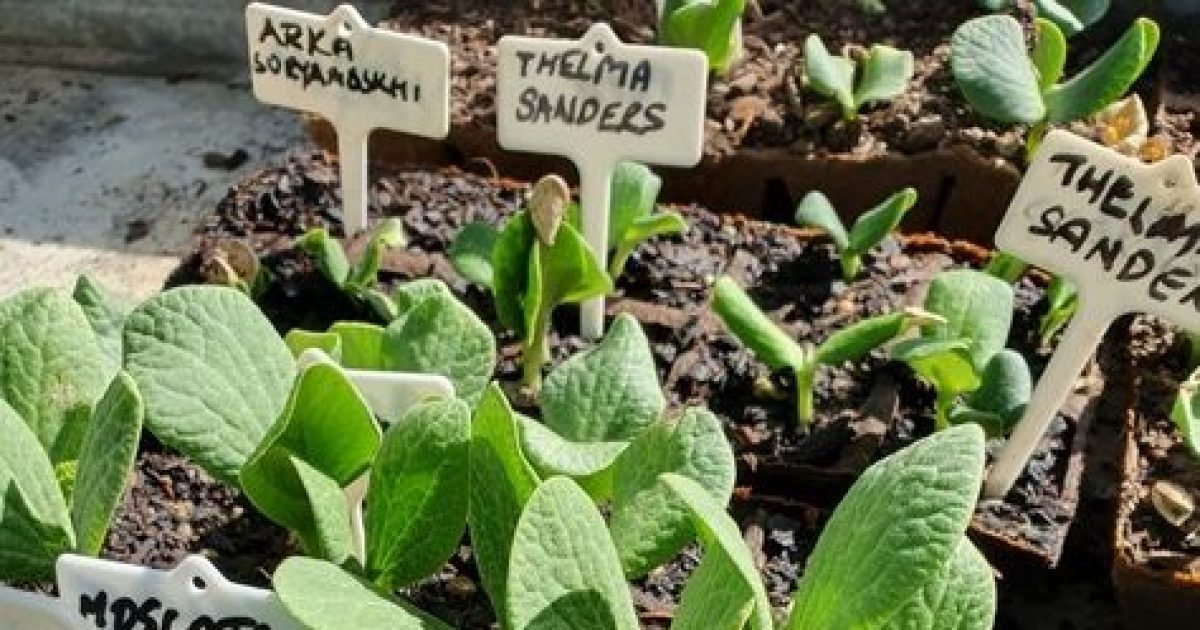 Notes from the Kitchen Garden: in this wild spring weather, what ...