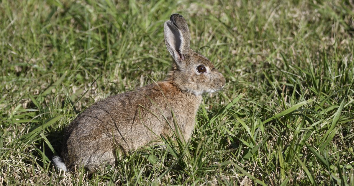 City Hill rabbit control program to begin next week | Region Canberra