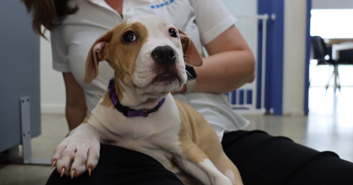 'We are full': RSPCA ACT puts a pause on accepting surrenders and strays | Region Canberra