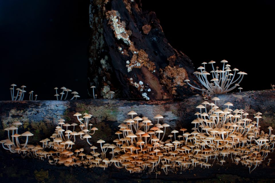 Discover the Hidden World of Fungi at the 2025 Fungi Feastival | Region ...