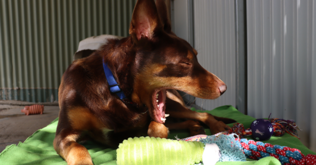 RSPCA ACT’s Pets of the week – Kessie & Benji | Region Canberra