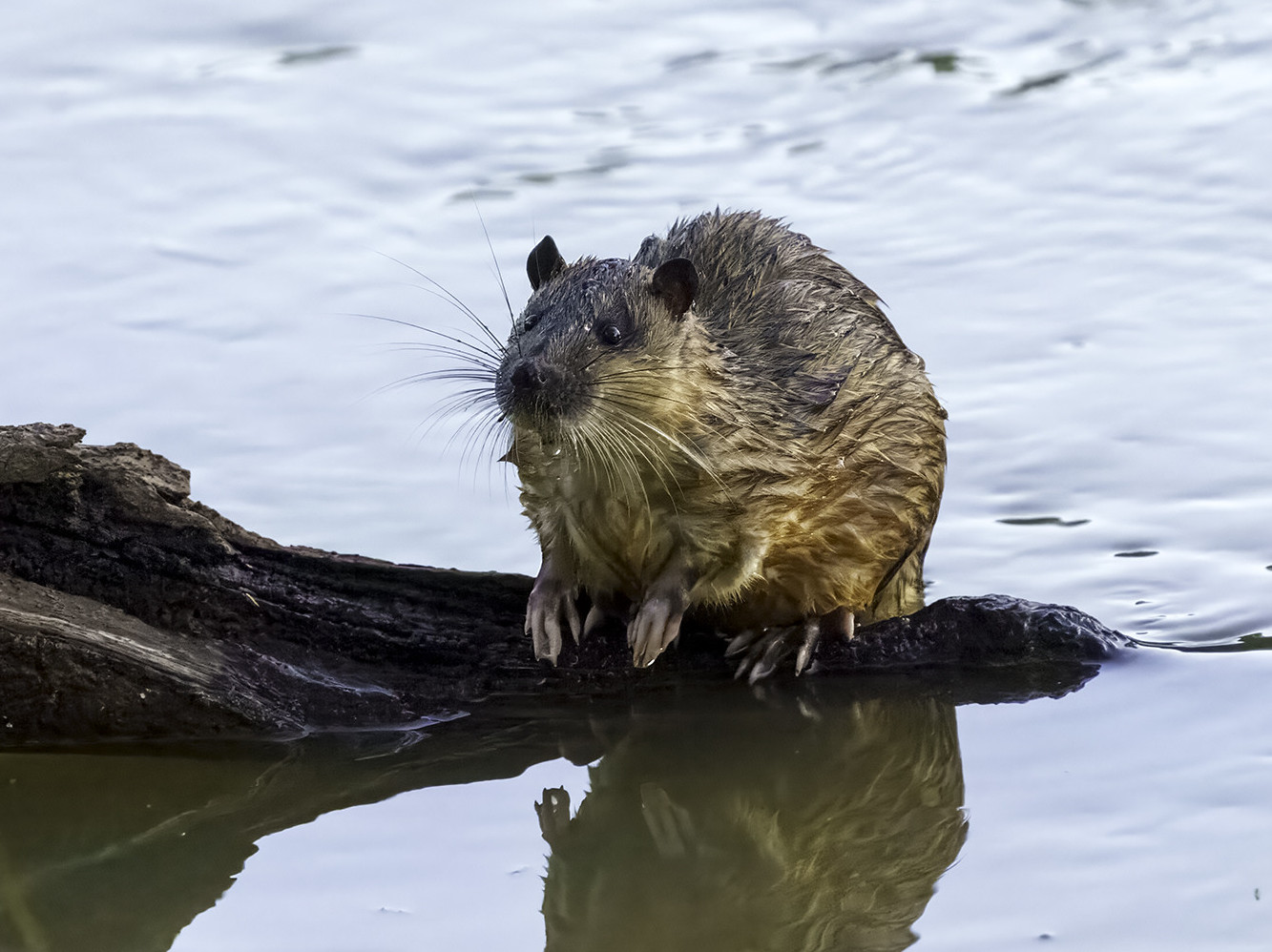 Rakali, the rat that loves water | Region Canberra
