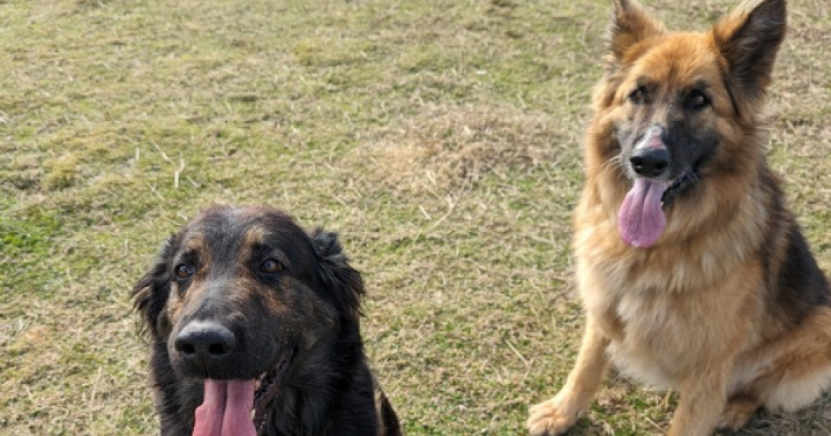 RSPCA ACT’s Pets of the week – Max, Marley and Cheezel | Region Canberra