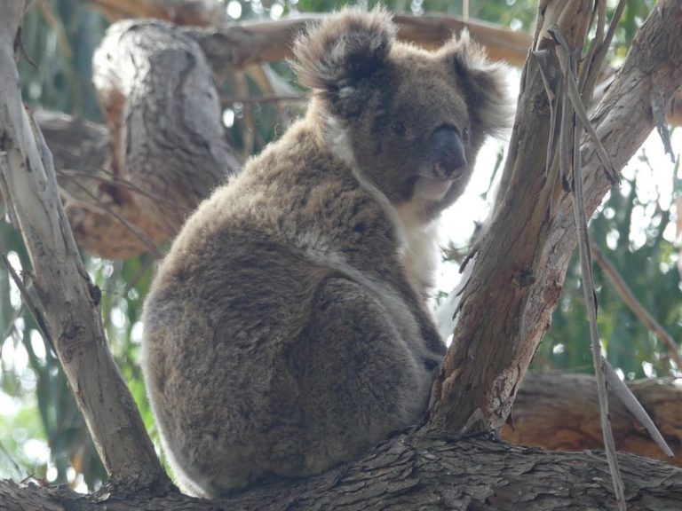 Koalas - the tough old Australians with an incredible story of survival ...
