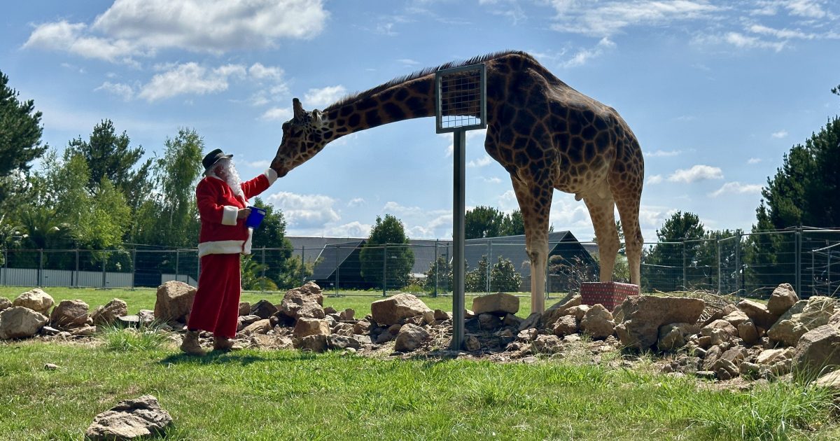 The National Zoo's animals get to celebrate Christmas too | Region Canberra