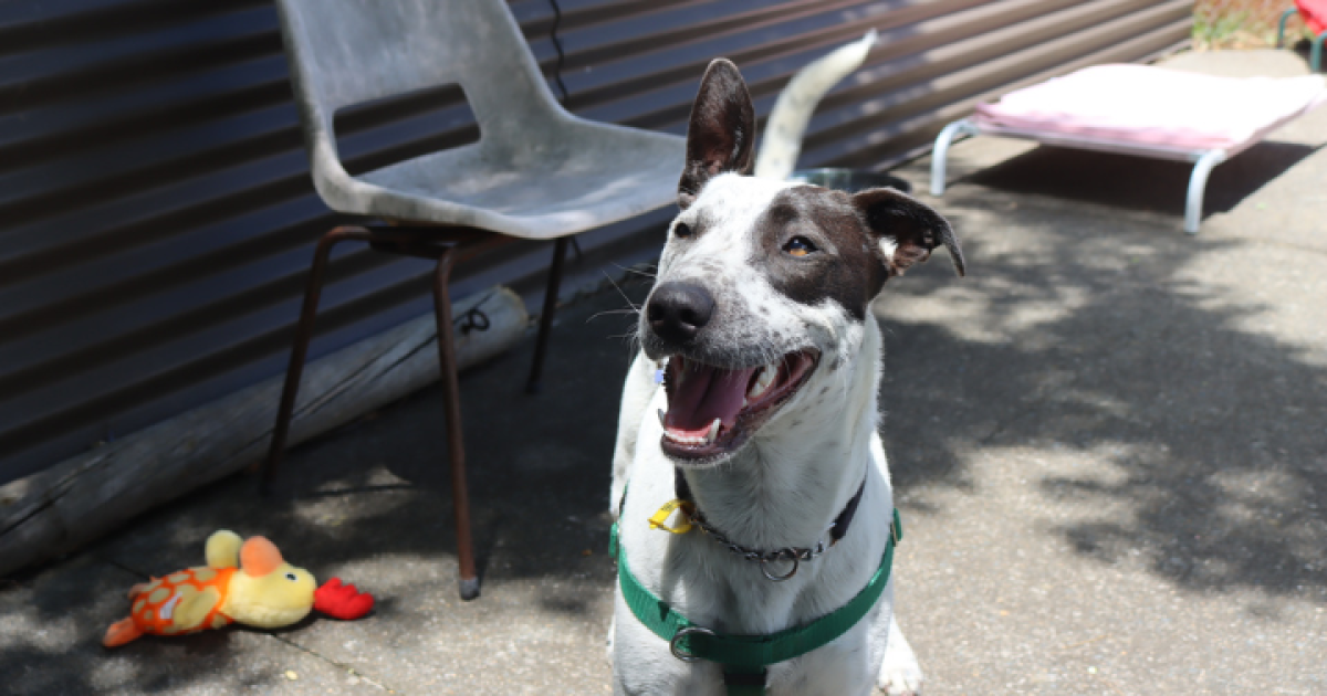RSPCA ACT’s Pets of the Week – Rambo, Miffy and Maze | Region Canberra