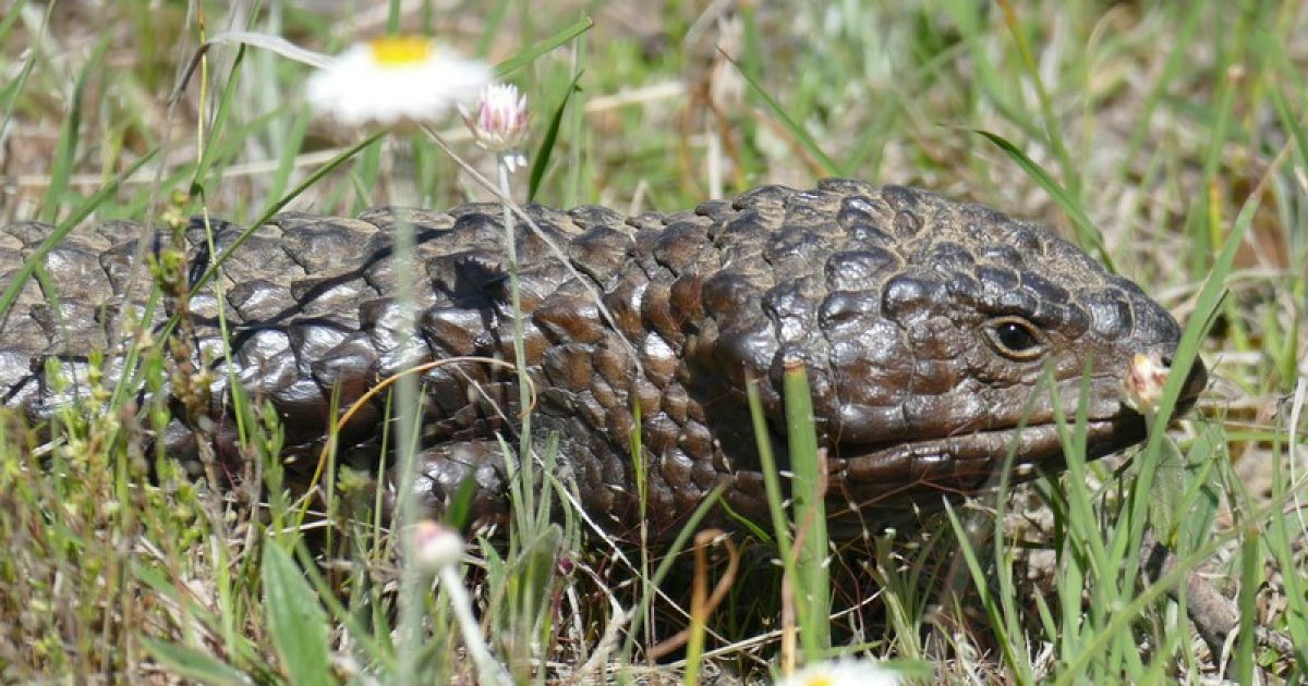 Shinglebacks, the pinecone lizards that are all bluff | Region Canberra