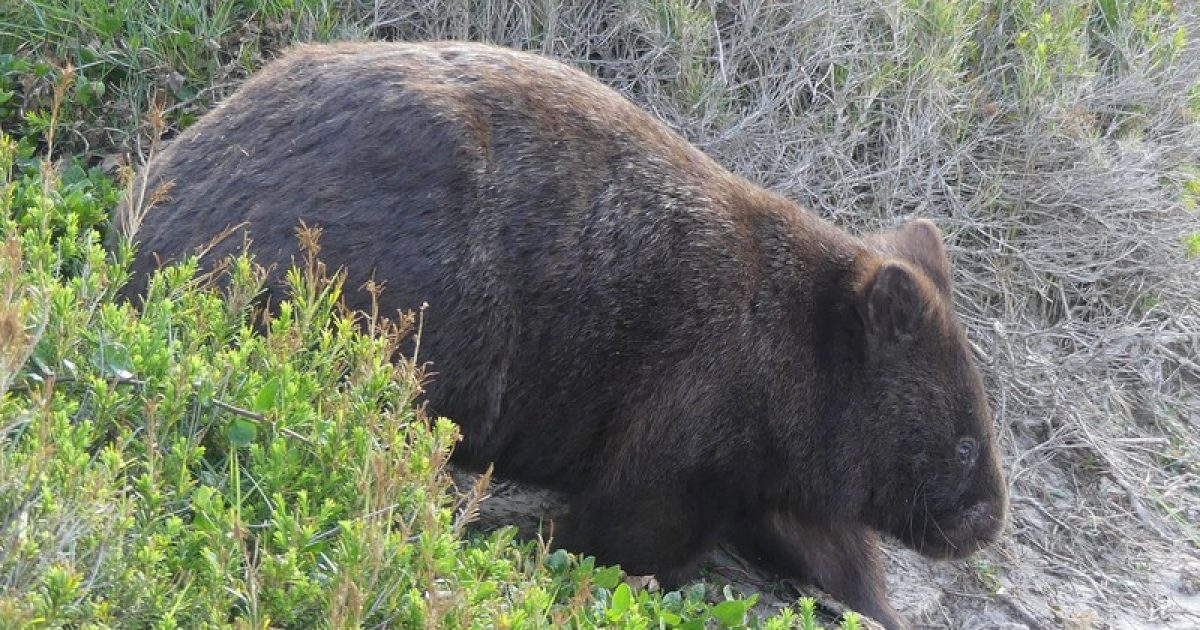 Wombats live a solitary life - if they can avoid cars, drought, angry ...