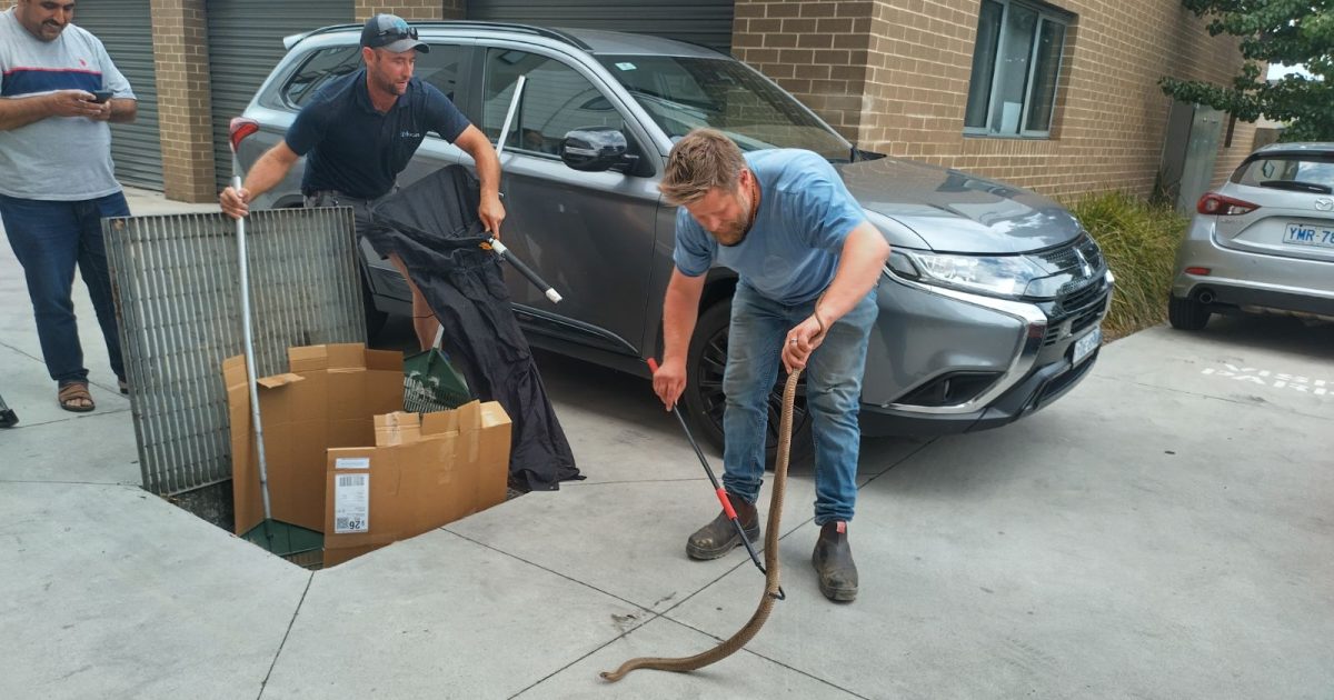 Past season 'busiest yet' for Canberra's snake-catcher | Region Canberra