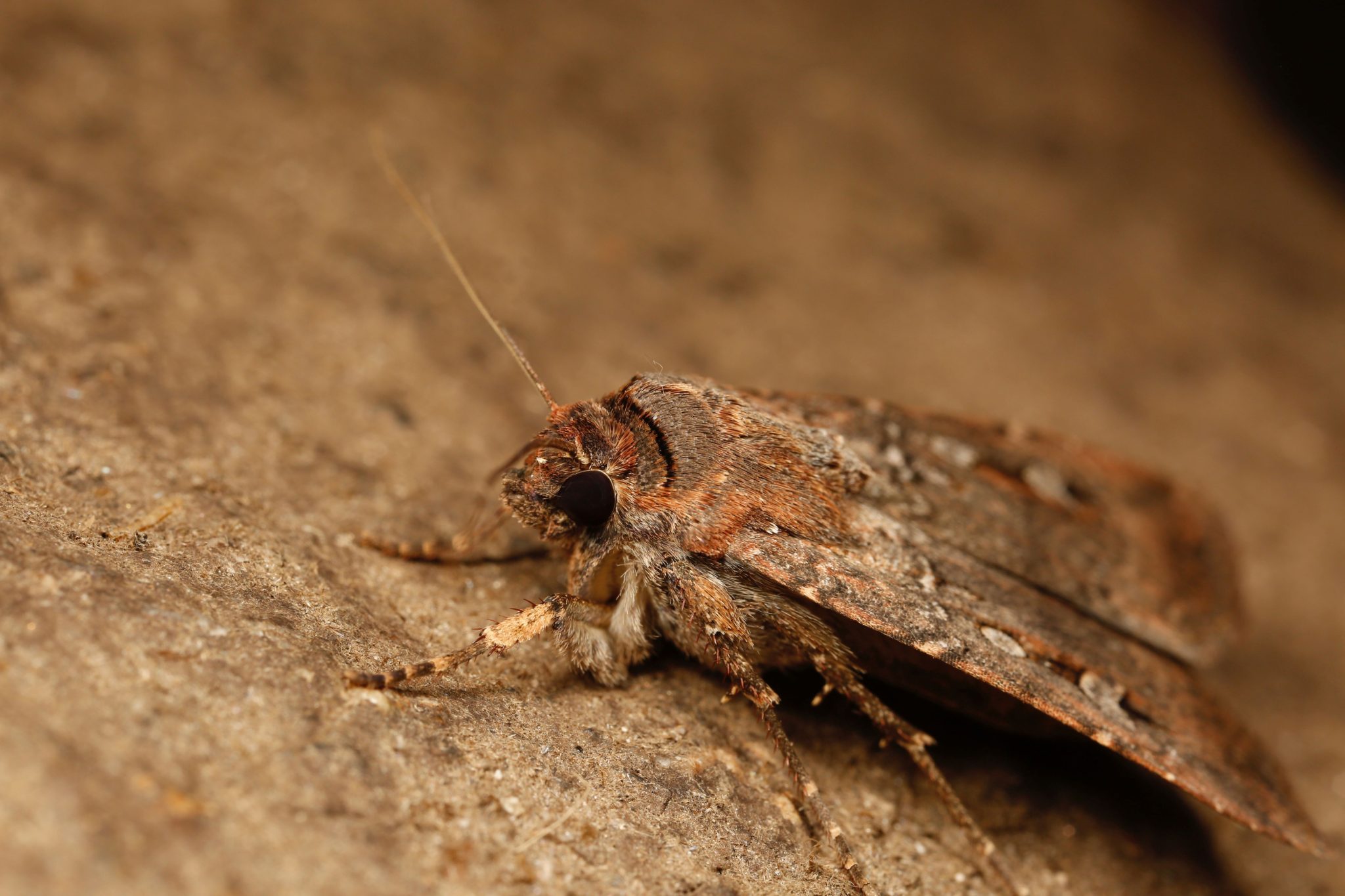 World-first discovery reveals bogong moths rely on the stars to find ...