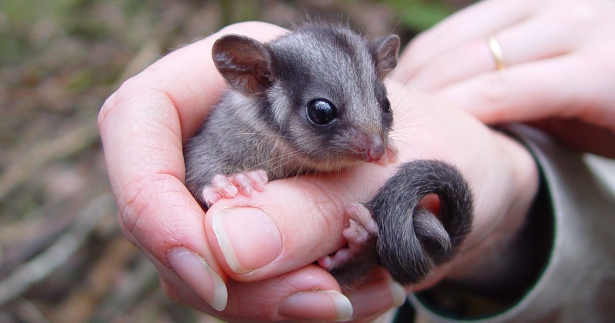 Species considered extinct in NSW found in Kosciuszko National Park ...