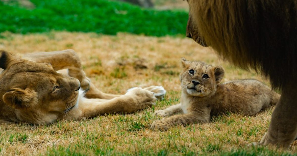 WATCH: National Zoo full of pride for first baby lion in 20-plus years ...