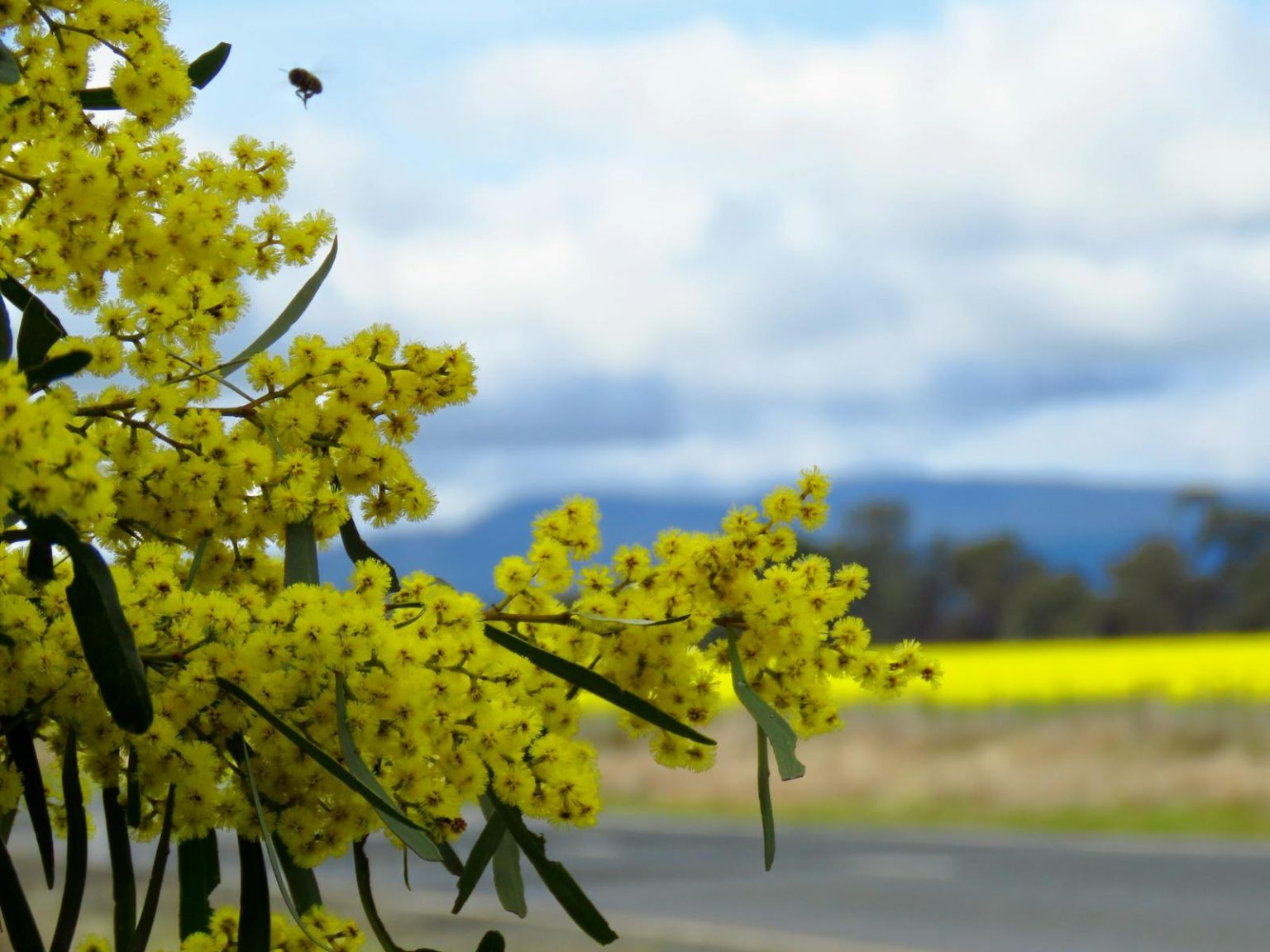Grenfell’s new wattle trail rivals the French Route du Mimosa | Region ...