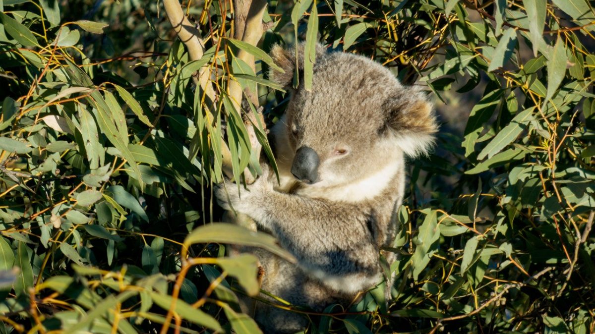 Rare Googong koala sighting raises hopes of local population | Region ...