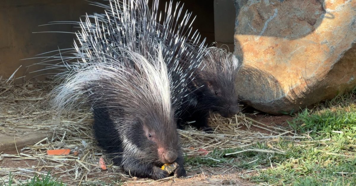 Canberra's first Cape porcupine just got a boyfriend — and it's love at ...